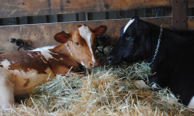 Rethinking Dairy Heifer Reproductive Management