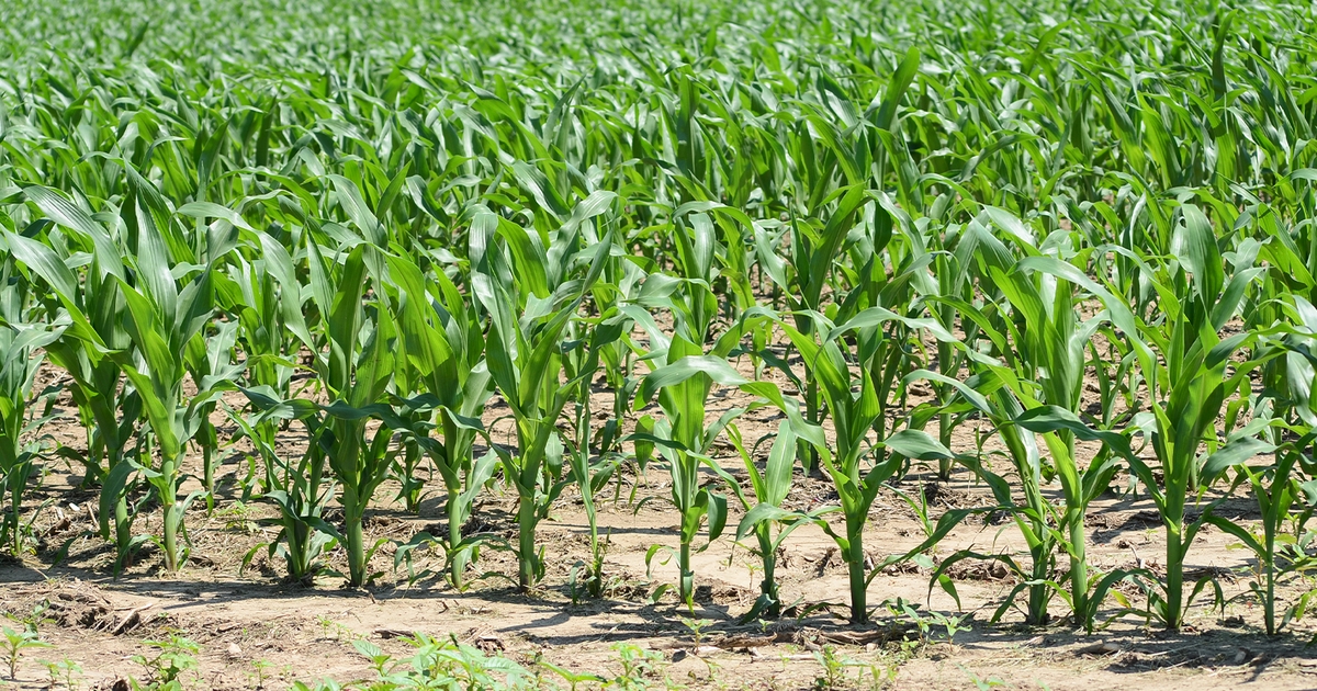 300-bushel corn yields reached in Missouri | Farm Progress