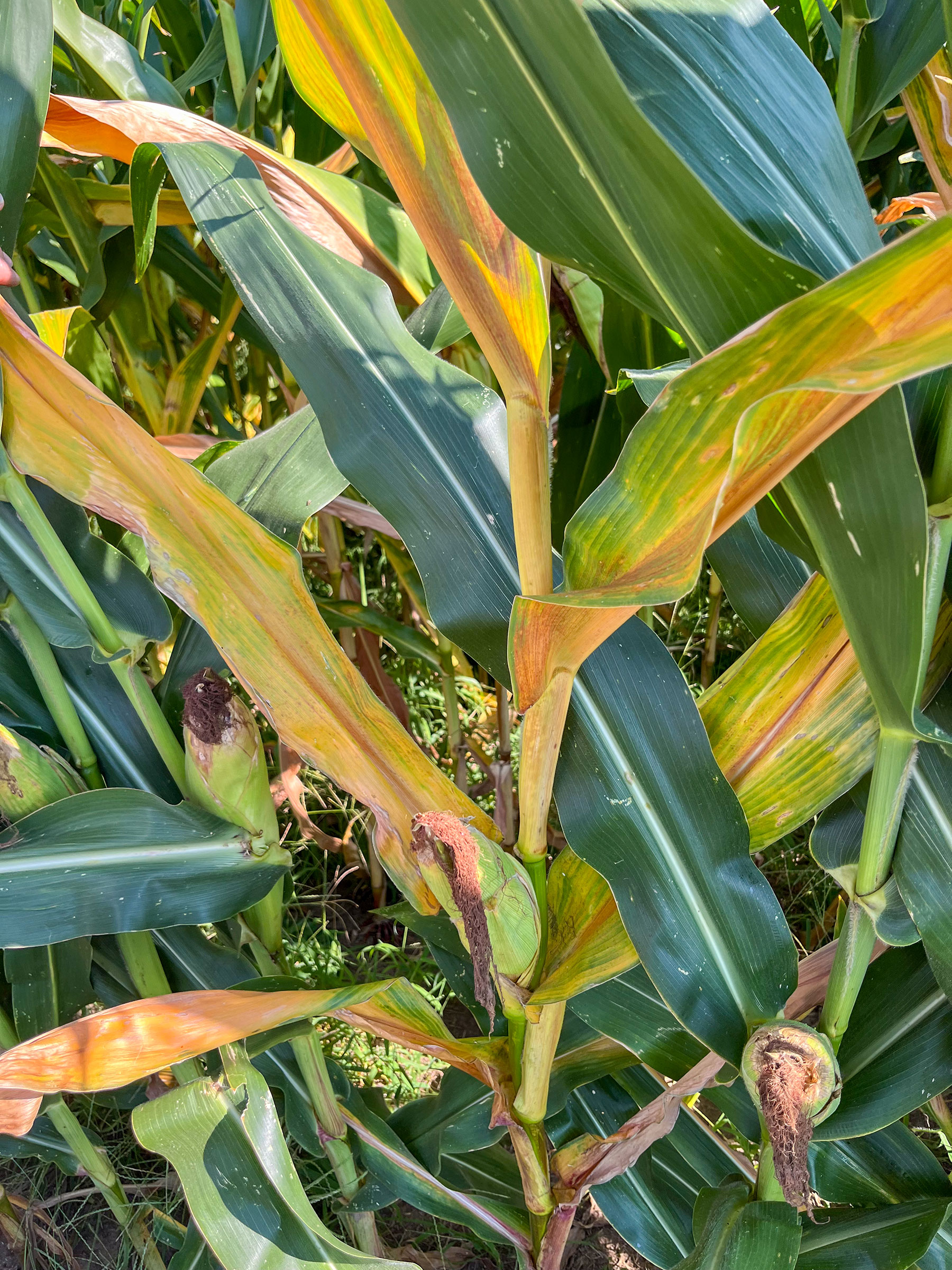 Corn disease identified for first time in Missouri