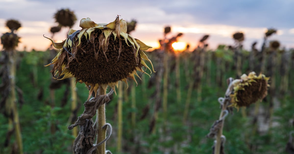 Sunflower production recovers with a vengeance