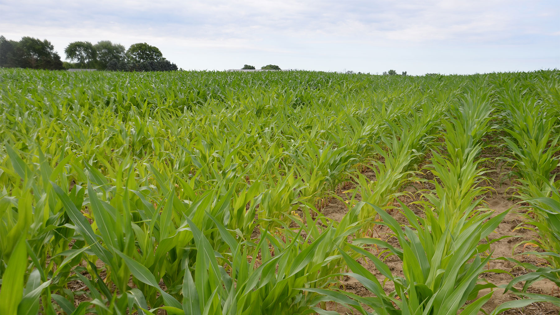 Troubleshoot pale-green corn