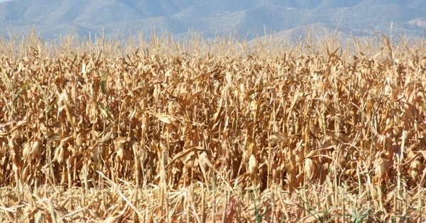 FMC launches Ethos XB insecticide, fungicide | Farm Progress