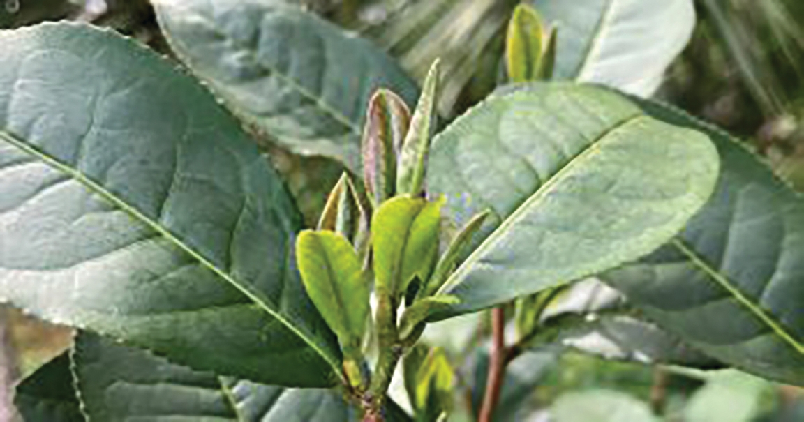 Florida’s next commodity: Tea?