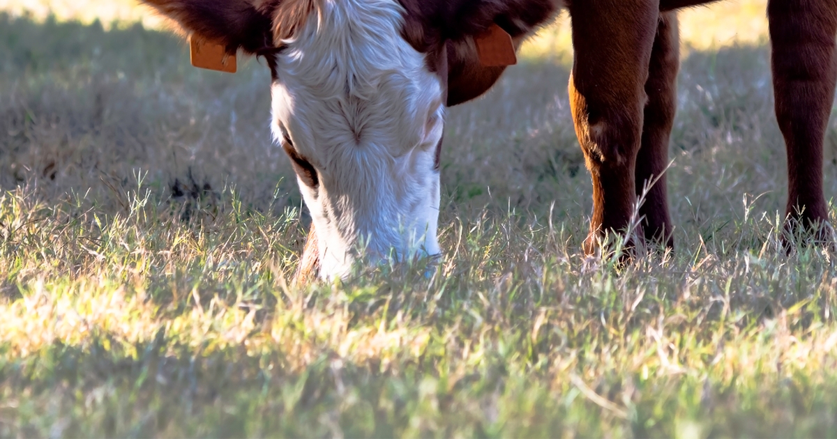 Pros, cons of seeding small grain for forage in drought
