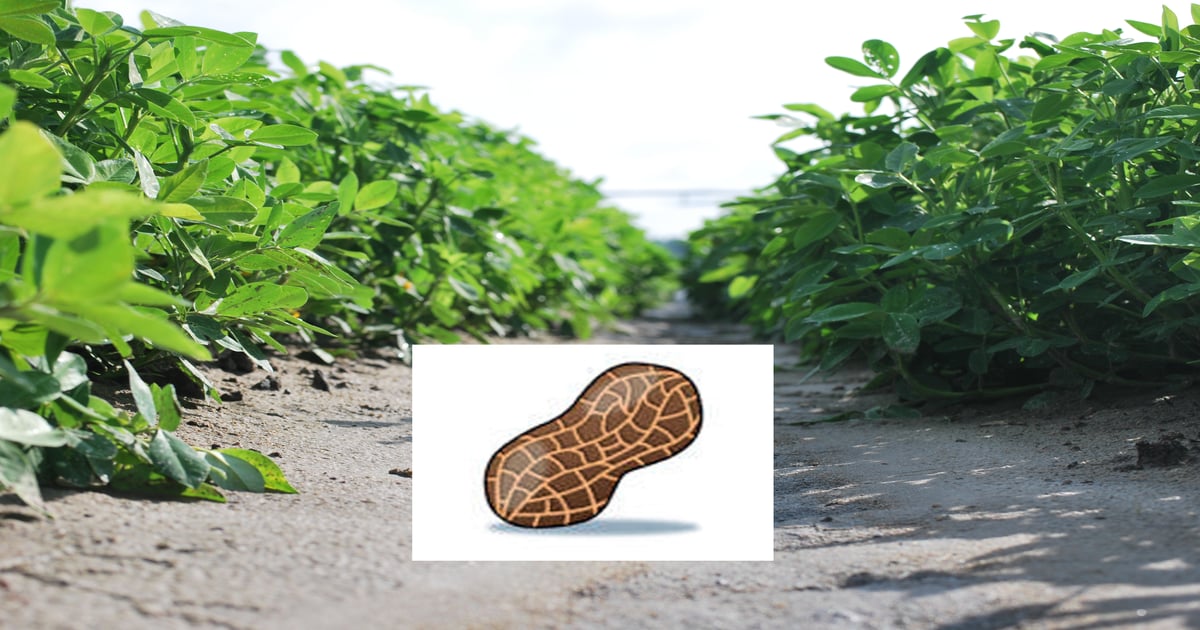 Campaign rallies support to add peanut emoji to Apple’s keyboard