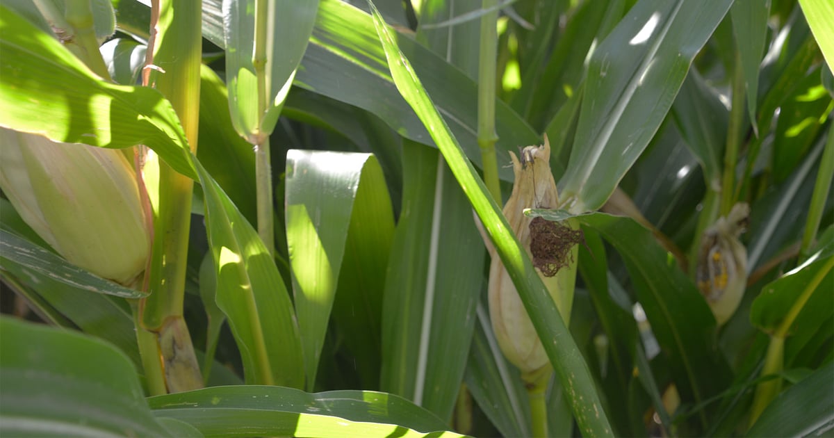 New trials confirm late-planted corn matures faster