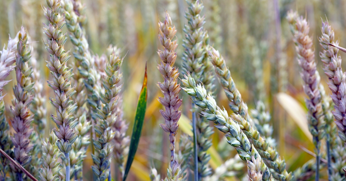 As wheat heads, scab threat grows
