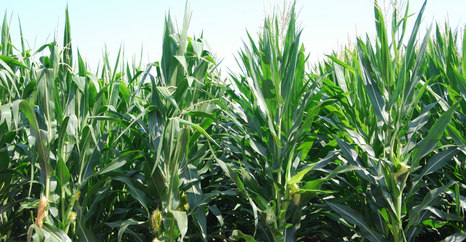 Despite dry weather, Iowa corn at 83% good-to-excellent