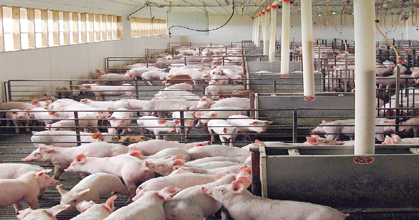 Here are five ways to reduce swine feeding costs | Farm Progress