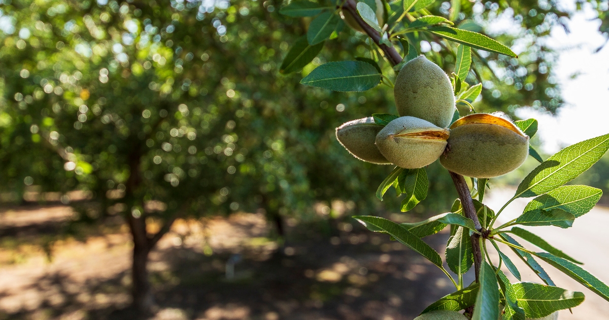 Almond farmers vote to keep industry board funded