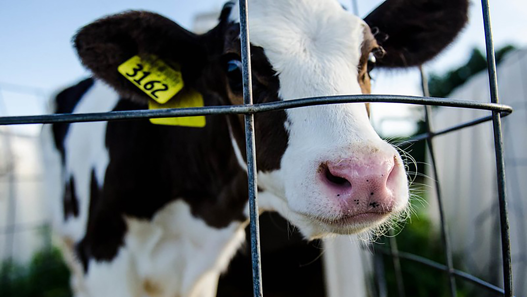 Early preparation equals a successful breeding season