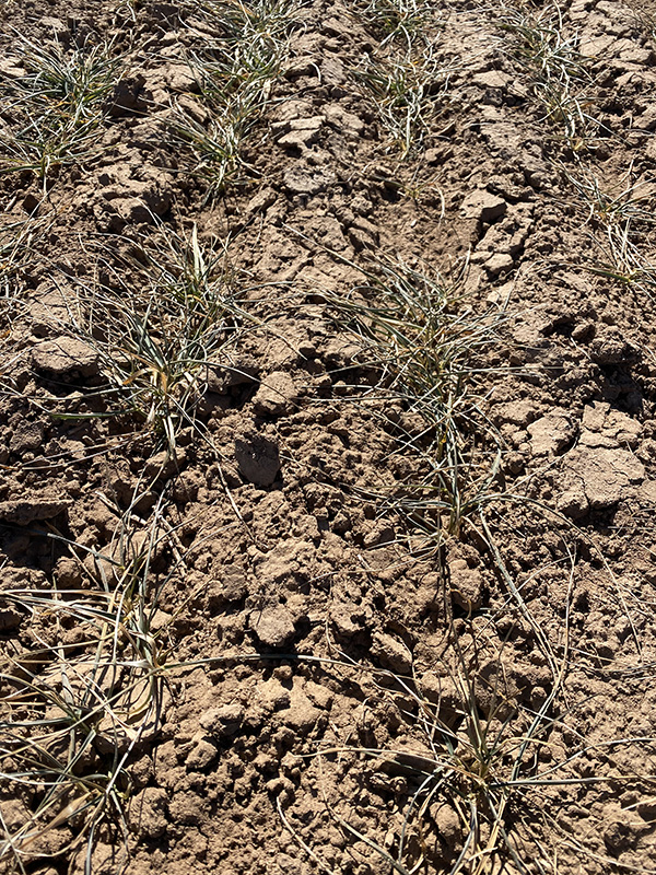 Drought, cold takes toll on Southwest wheat