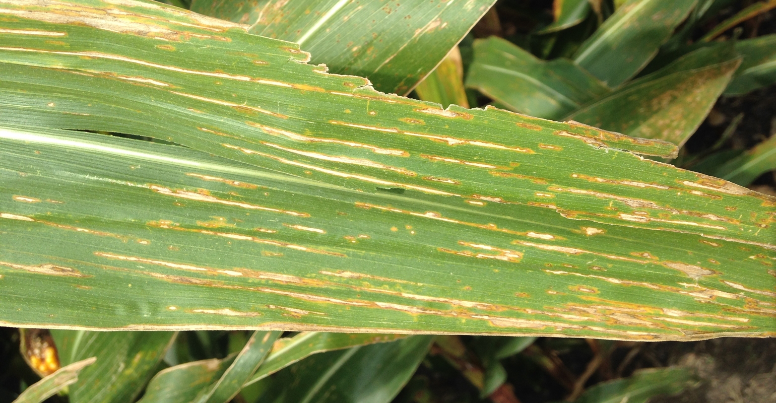 Watch for new and re-emerging corn diseases