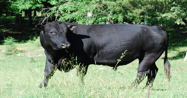 UT Bull Test Sale set for March 10 | Farm Progress