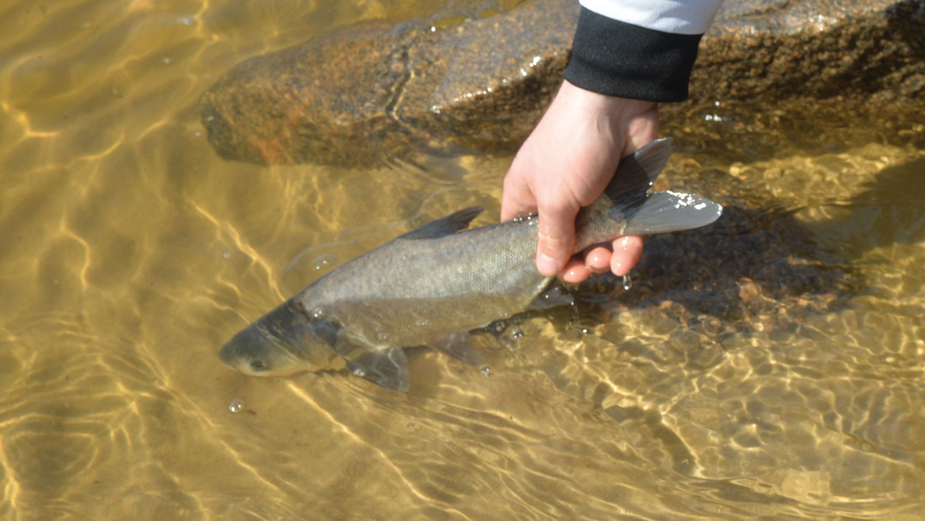 Grass carp offer sustainable aquatic weed control