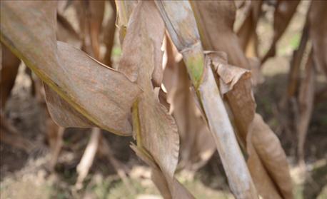 3 steps to identifying stalk rot in the field