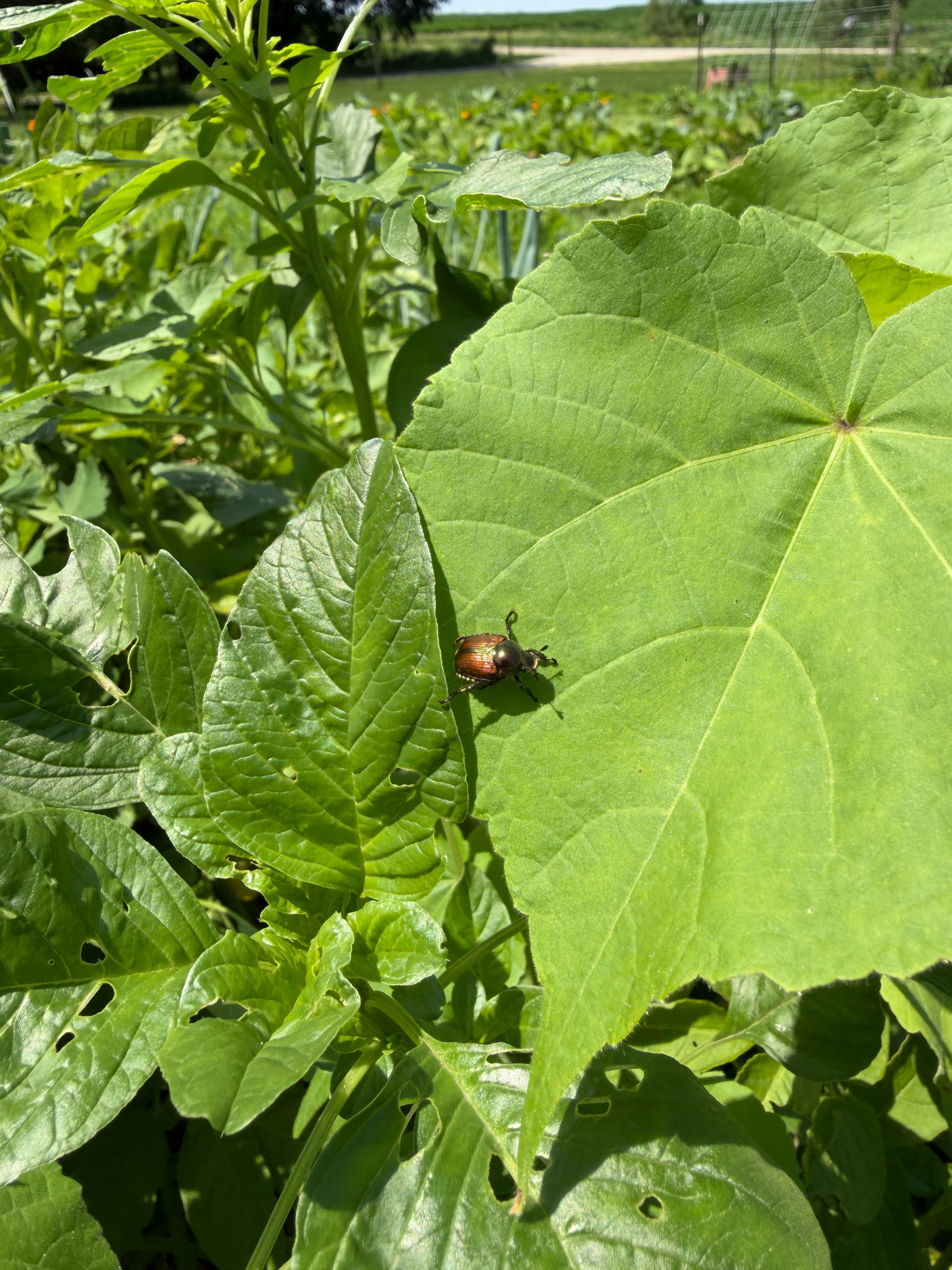 How to stop pests that destroy garden plants