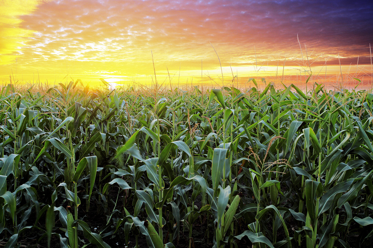 Dow AgroSciences LLC makes market moves