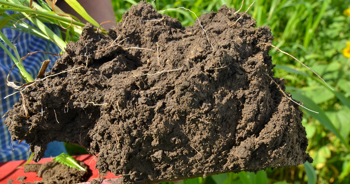 Pheasants Forever offers cash to convert marginal cropland