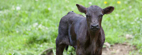 Zoetis rolls out new calf management program for beef producers