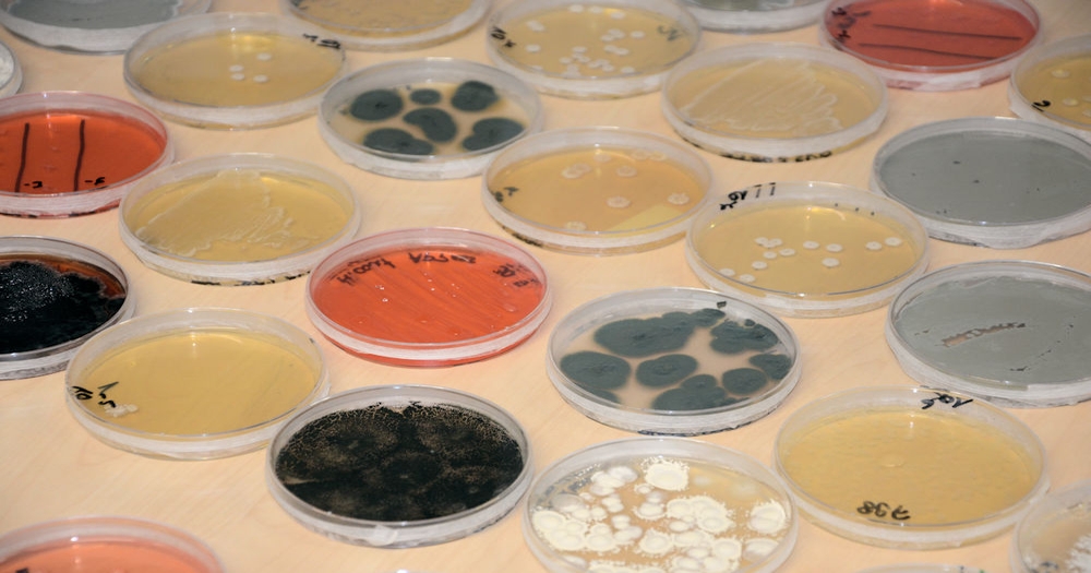 BASF works with biologicals for the farm