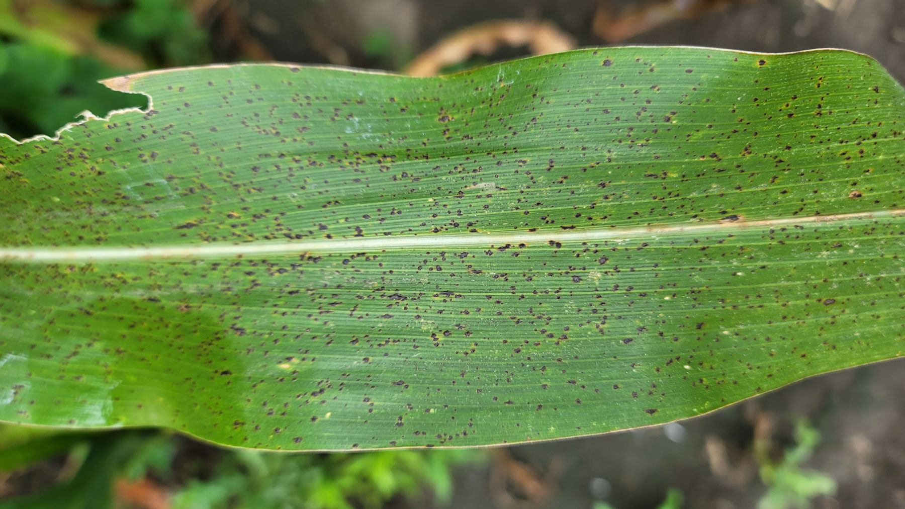 Tar spot management: Scouting and fungicide strategies for corn growers