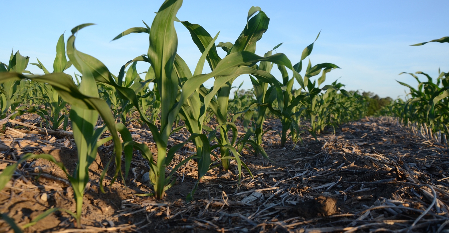 2019 crop budgets available from Nebraska Extension