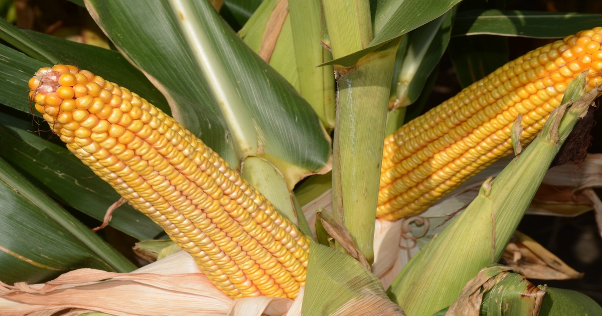 Reduce costs without harming corn yields