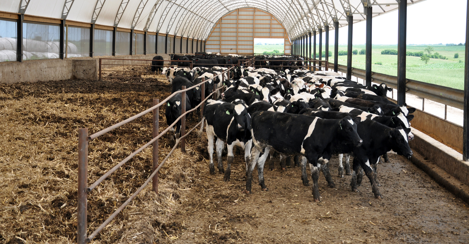 Consider options for livestock buildings