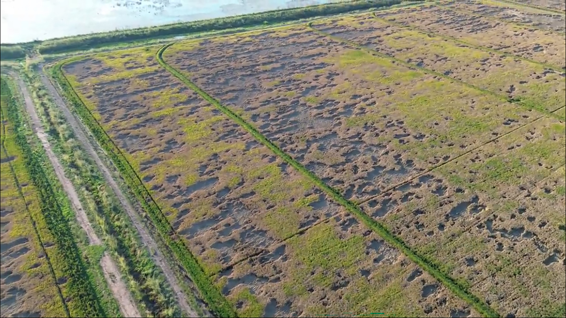 Midsouth farmers battle rice delphacid