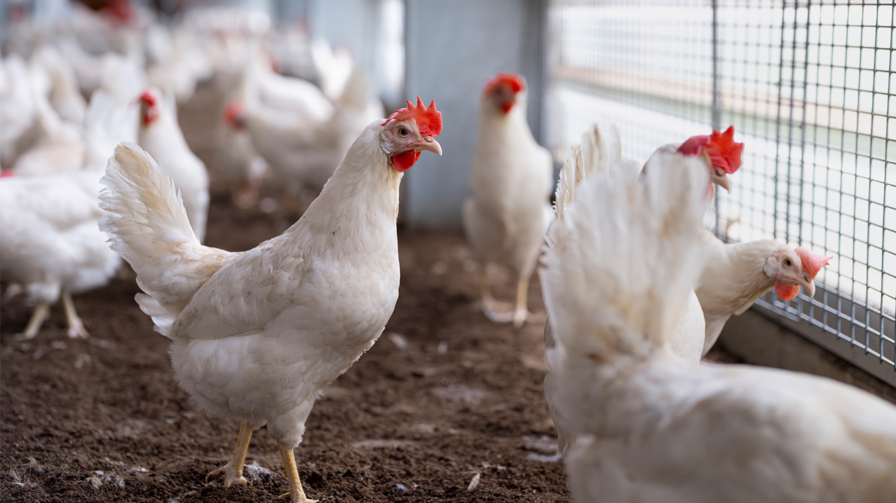 How can a new poultry enterprise help your bottom line?