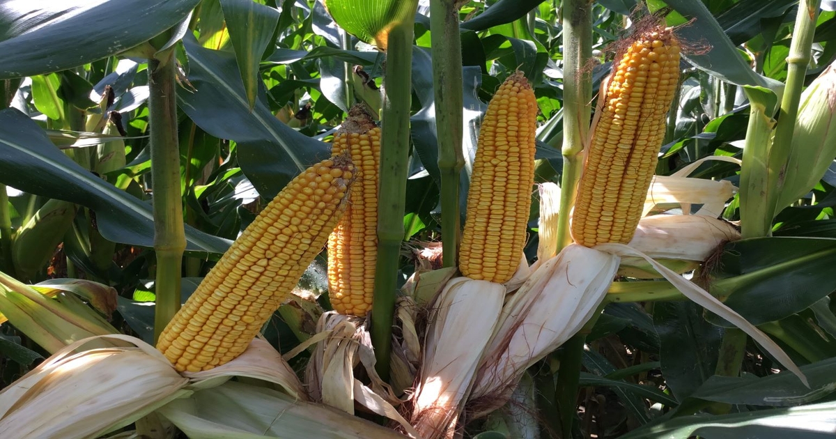 AgriGold to debut 15 Corn Hybrids and 35 Soybean Varieties for 2023