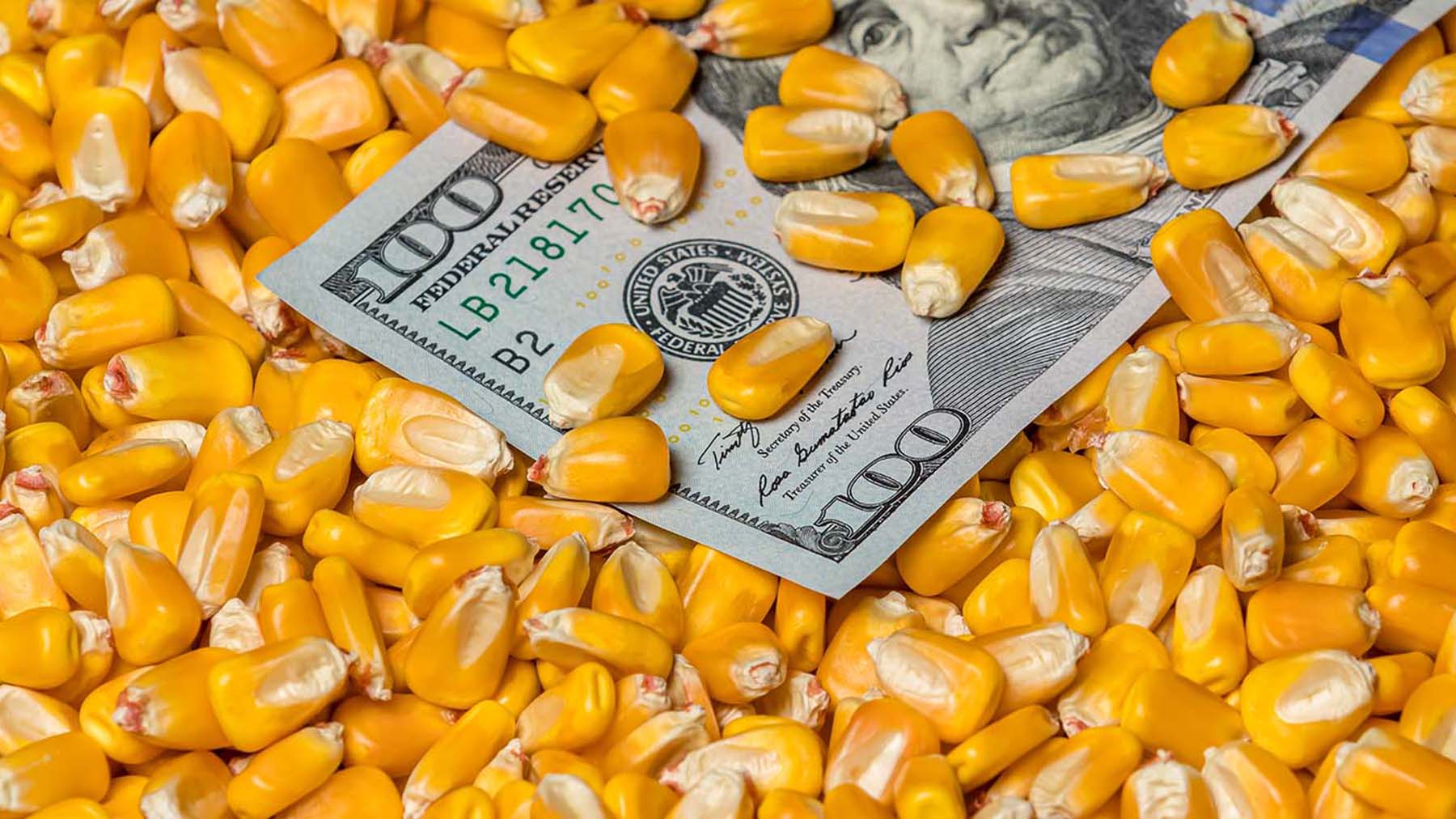 What could spur a corn price rally?
