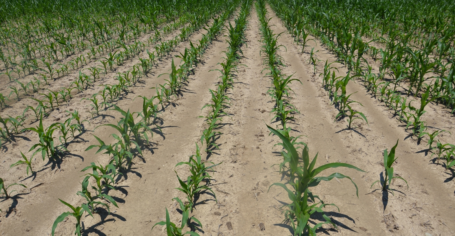 Visualize impact of uneven corn emergence