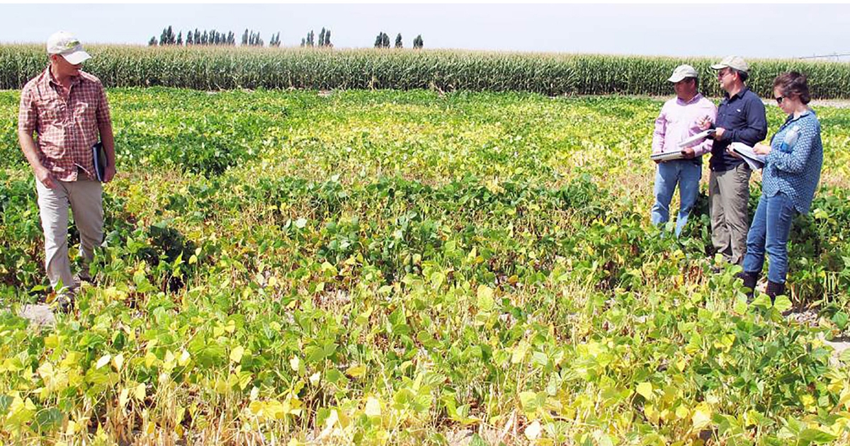 Nebraska plays key role in global dry bean breeding efforts