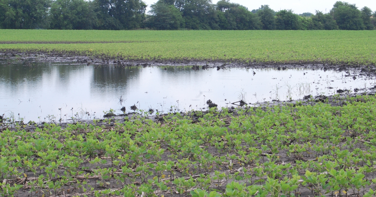 Put those wet field areas into CRP