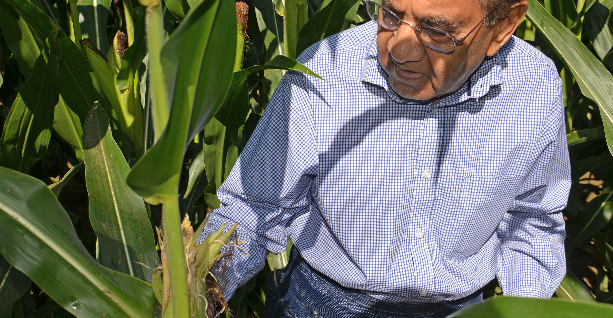 9 ways to tell corn hybrids apart in the field | Farm Progress