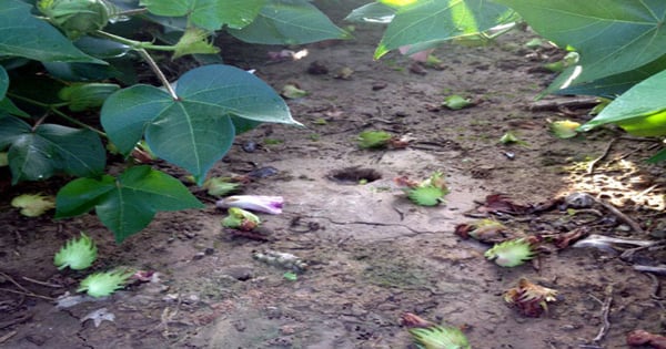 Weather setting stage for fruit shed in Tennessee cotton