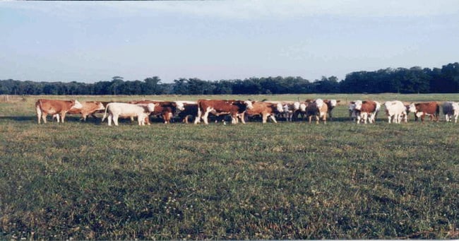 U.S. beef makes major strides in Russian market | Farm Progress