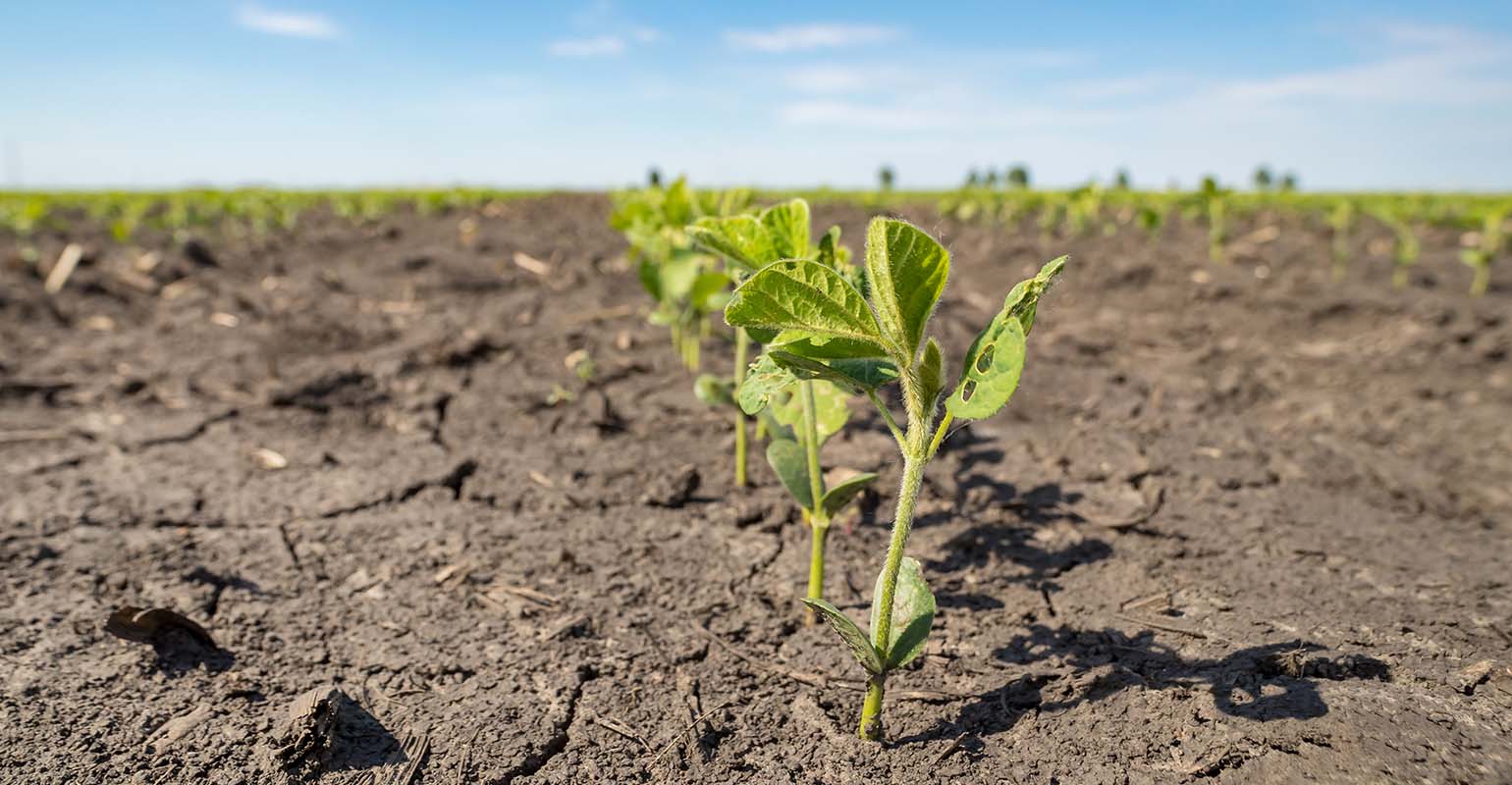 USDA crop progress: Corn plantings now faster than normal?
