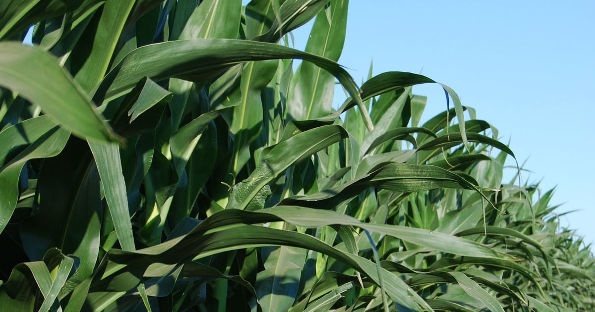 Thinking 'intravenous' for plant feeding