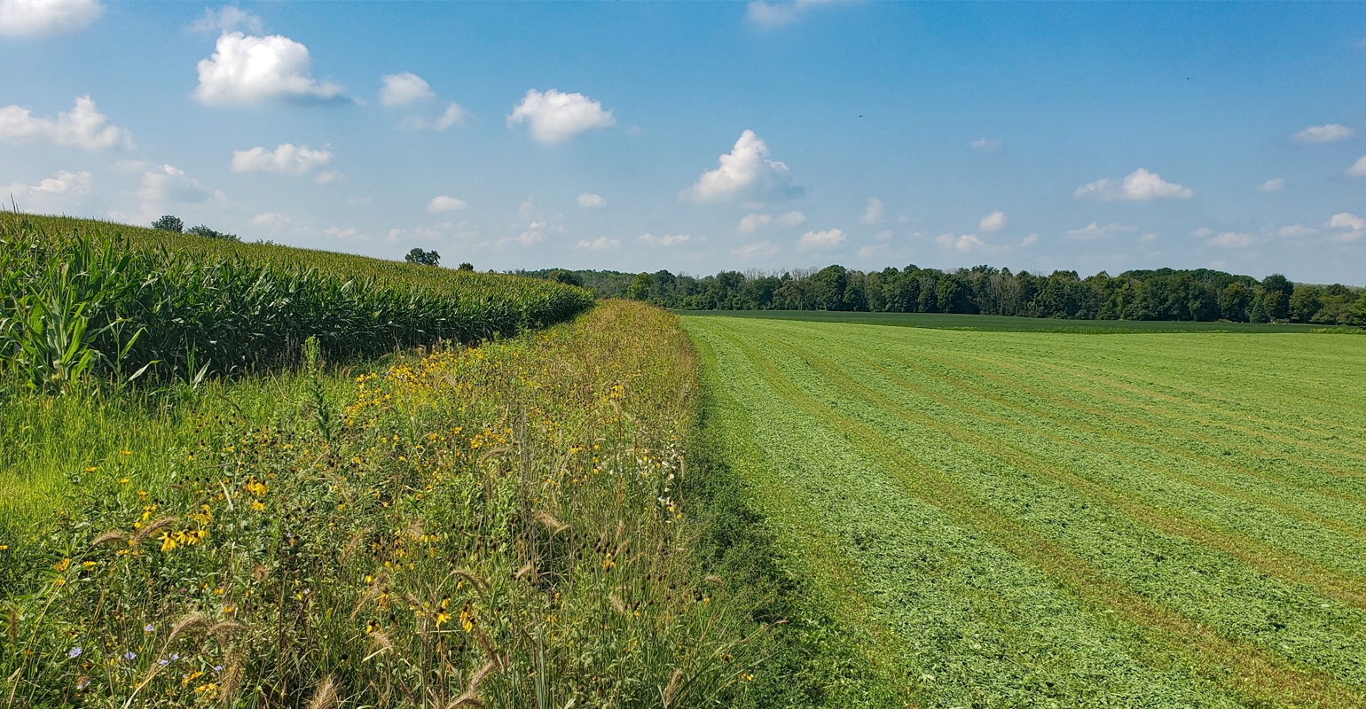 Prairie strips prevent soil erosion, help pollinators