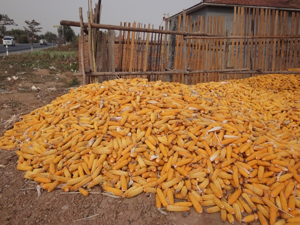 Transforming China | Will a Modernized Chinese Agriculture Undercut U.S ...