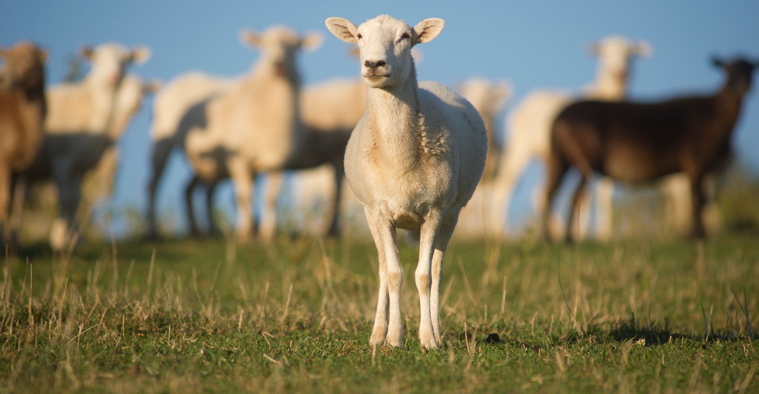 Pandemic reshapes sheep market