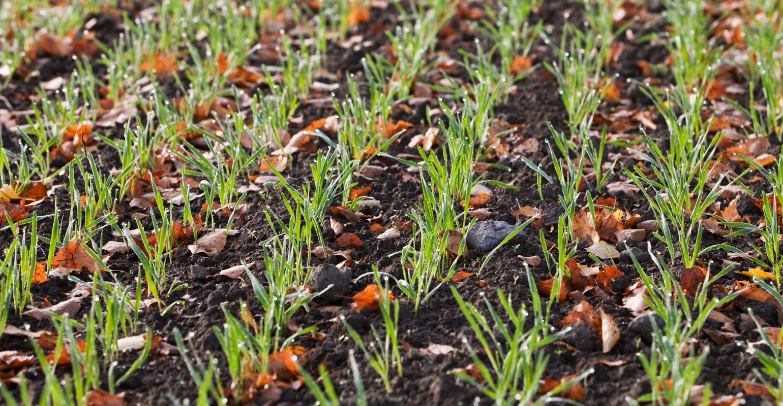 It’s already chilly, but winter triticale can still be planted
