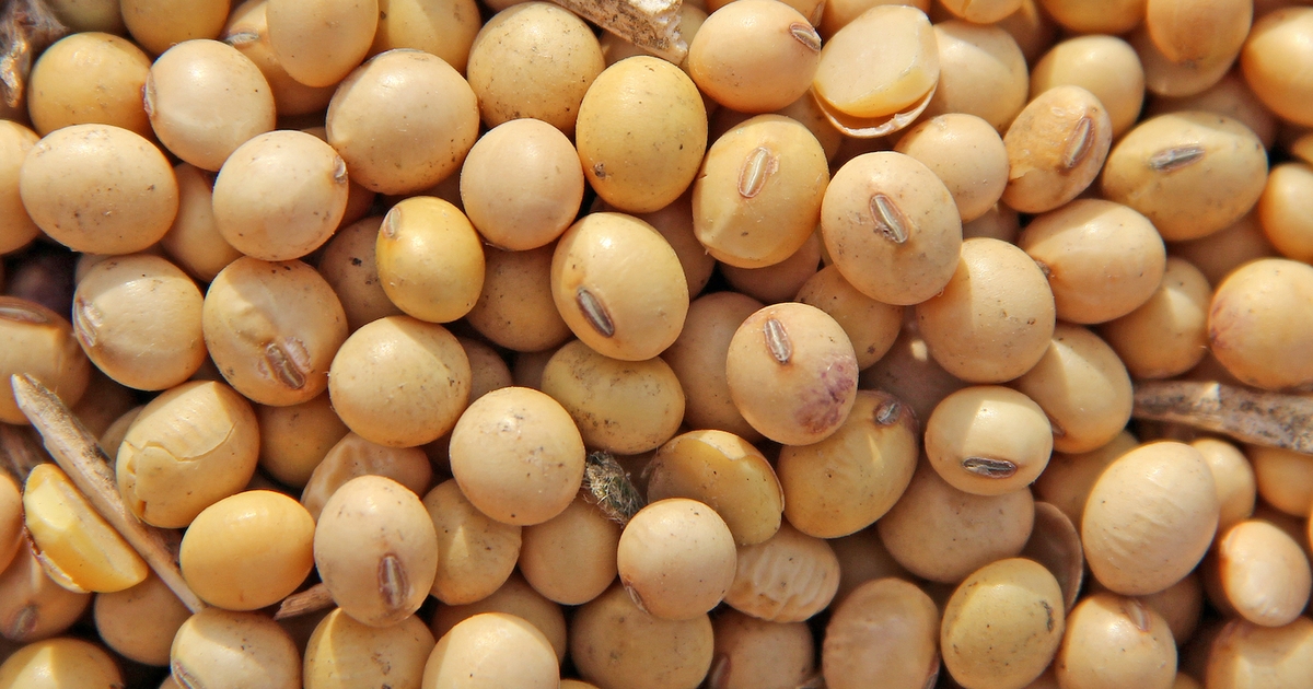 Researchers look to boost soybean protein