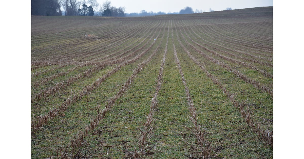 Cover crops for cotton beneficial, even during a wet spring