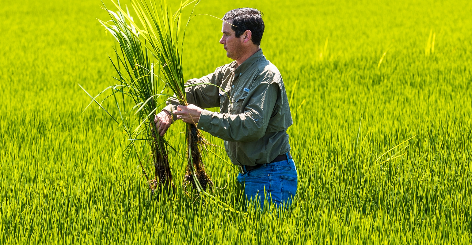 Certified seed now required for California rice growers