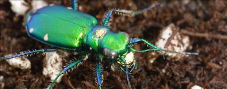 Neonic insecticide seed corn and soybean treatment impact underestimated
