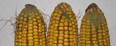 Aflatoxin: Testing Corn, Handling Corn & Crop Insurance